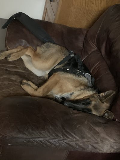 K9 TailSaver™ for Happy Tail Syndrome – Happy Tail Saver