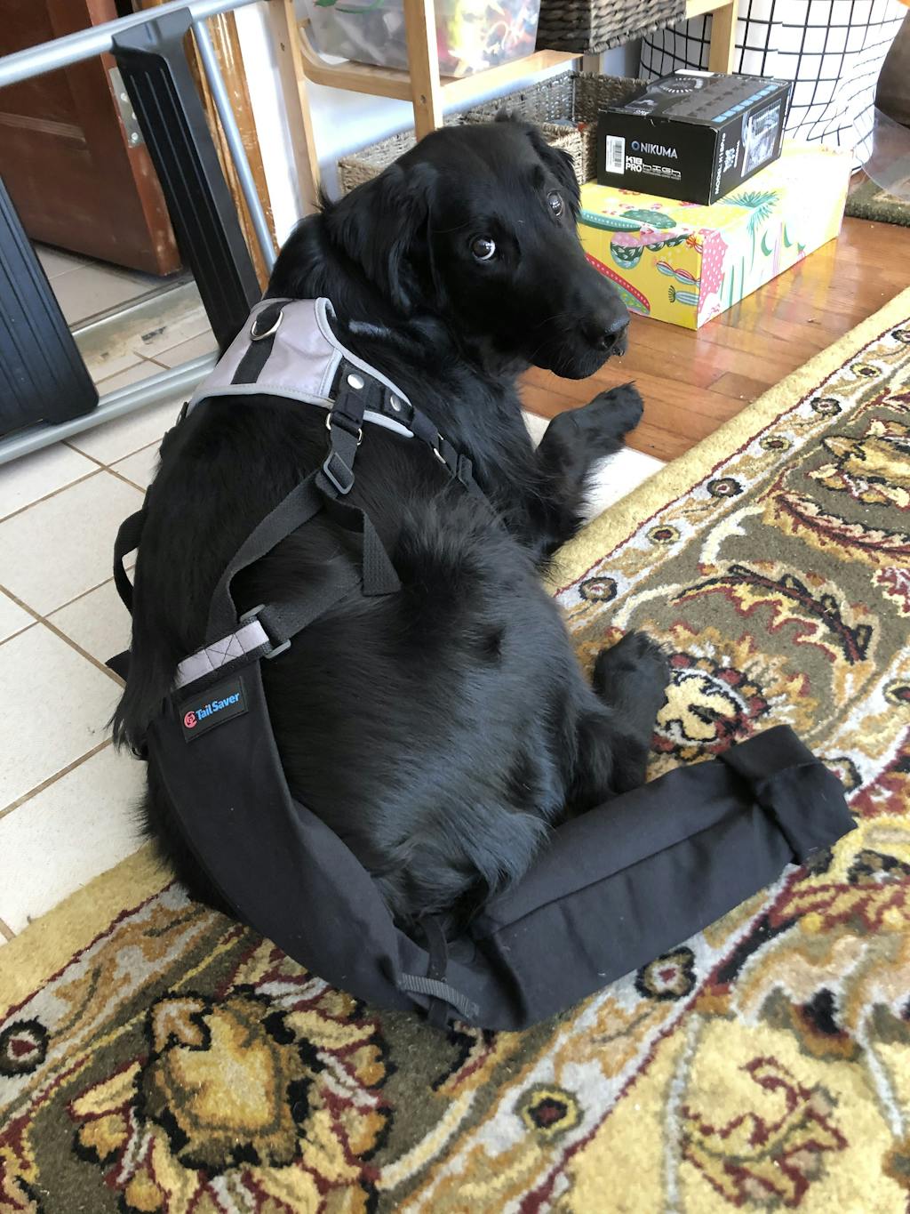 happy-tail-saver