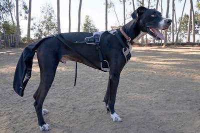 K9 TailSaver™ for Happy Tail Syndrome – Happy Tail Saver