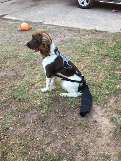 K9 TailSaver™ for Happy Tail Syndrome – Happy Tail Saver