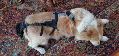 K9 TailSaver™ Happy Tail Syndrome & All Tail Injuries – Happy TailSaver