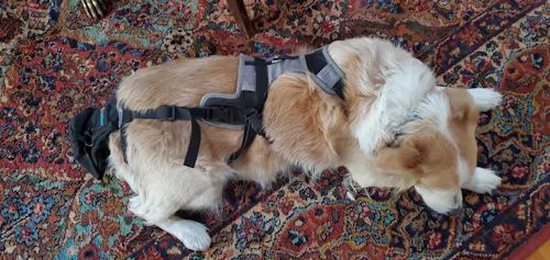 K9 TailSaver™ Happy Tail Syndrome & All Tail Injuries – Happy TailSaver