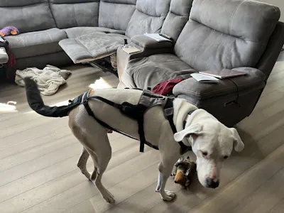 K9 TailSaver™ Happy Tail Syndrome & All Tail Injuries – Happy TailSaver