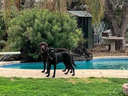 K9 TailSaver™ Happy Tail Syndrome & All Tail Injuries – Happy TailSaver