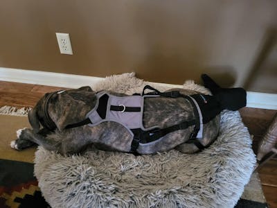 K9 TailSaver™ Happy Tail Syndrome & All Tail Injuries – Happy TailSaver