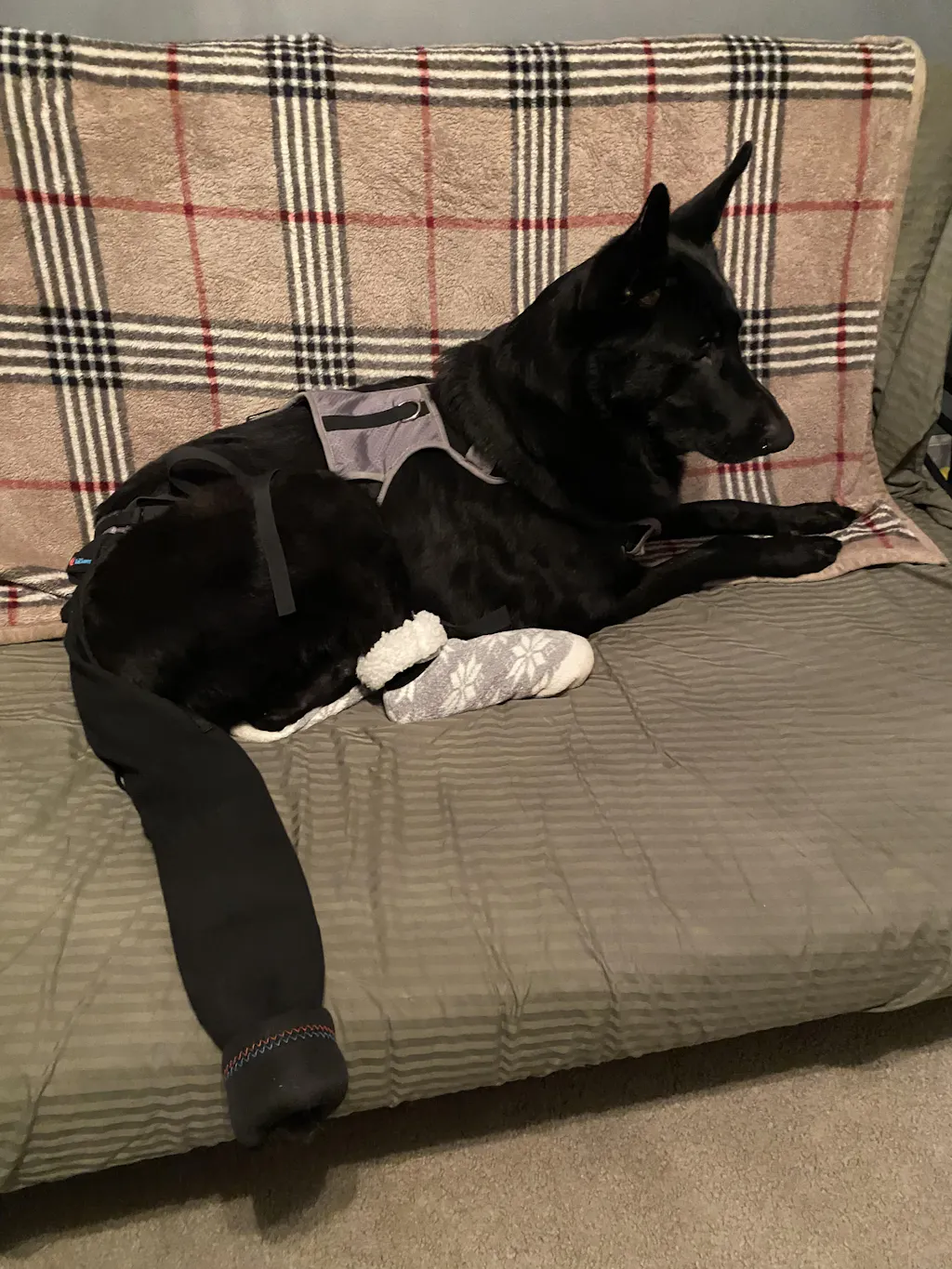 K9 TailSaver™ Happy Tail Syndrome & All Tail Injuries – Happy TailSaver