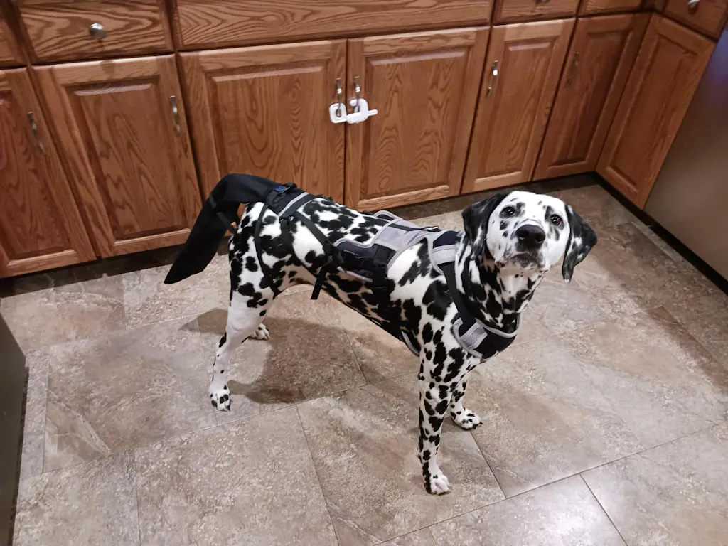 K9 TailSaver™ Happy Tail Syndrome & All Tail Injuries – Happy TailSaver