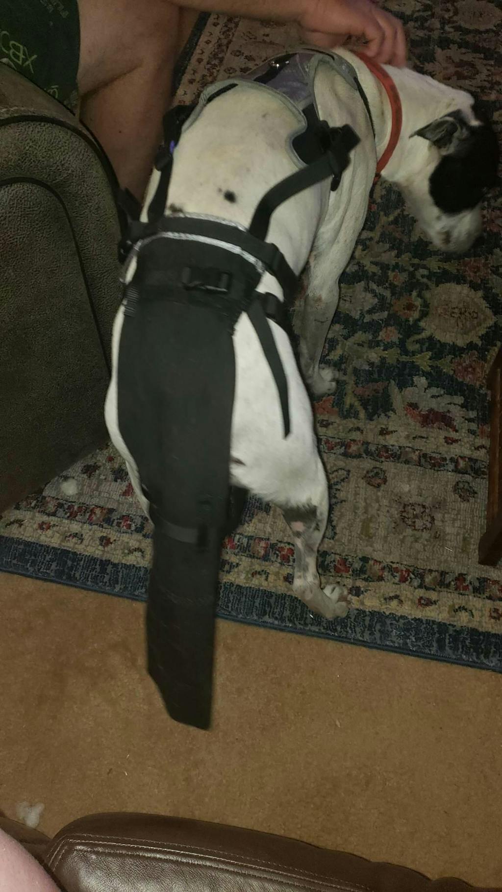 K9 TailSaver™ Happy Tail Syndrome & All Tail Injuries – Happy TailSaver