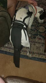 K9 TailSaver™ Happy Tail Syndrome & All Tail Injuries – Happy TailSaver