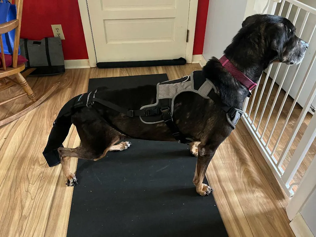 K9 TailSaver™ Happy Tail Syndrome & All Tail Injuries – Happy TailSaver