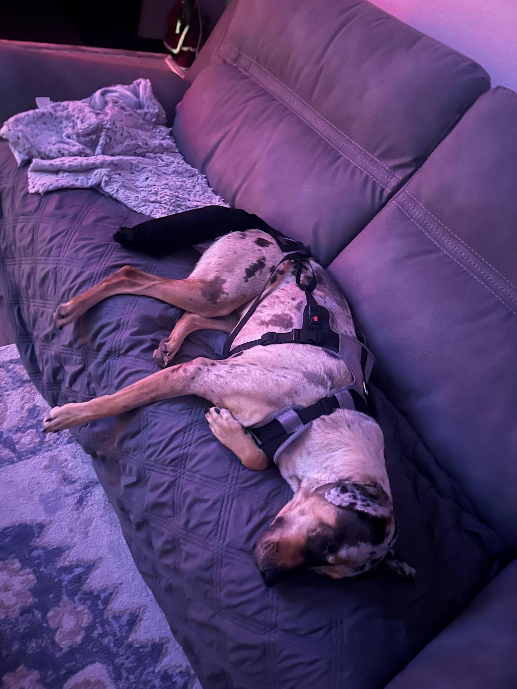 K9 TailSaver: Heals Happy Tail, and ALL Dog Tail Injuries – Happy TailSaver