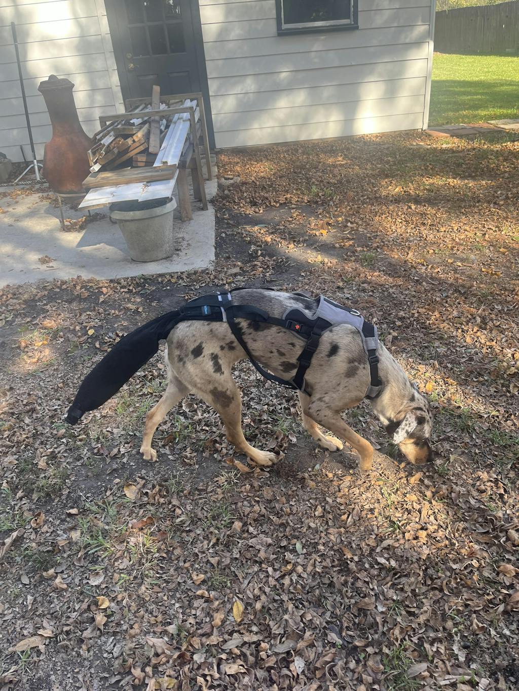 K9 TailSaver: Heals Happy Tail, and ALL Dog Tail Injuries – Happy TailSaver