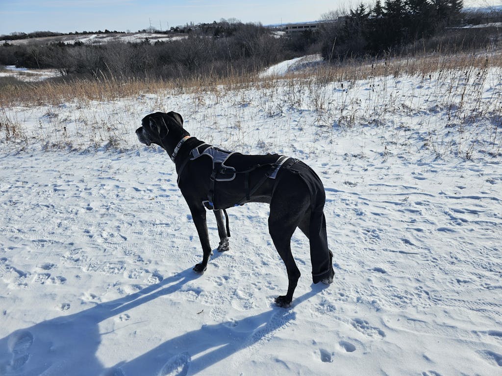 K9 TailSaver: Heals Happy Tail, and ALL Dog Tail Injuries – Happy TailSaver