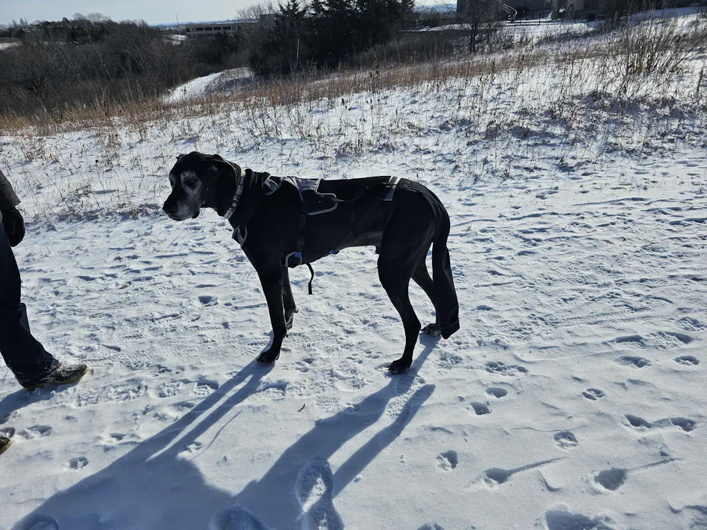K9 TailSaver: Heals Happy Tail, and ALL Dog Tail Injuries – Happy TailSaver