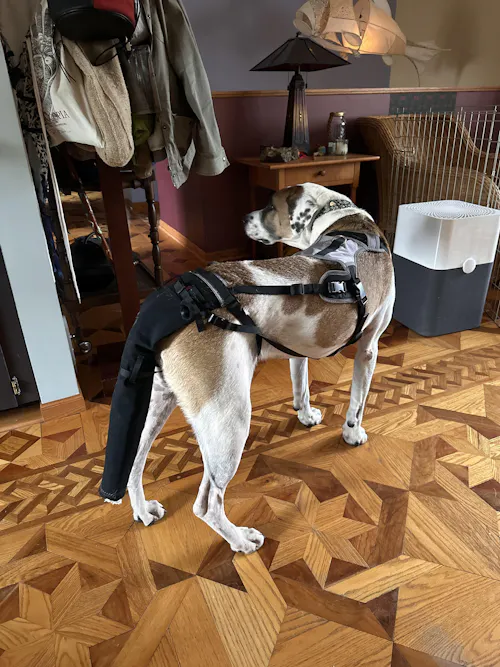 K9 TailSaver: Heals ALL Dog Tail Injuries – Happy TailSaver