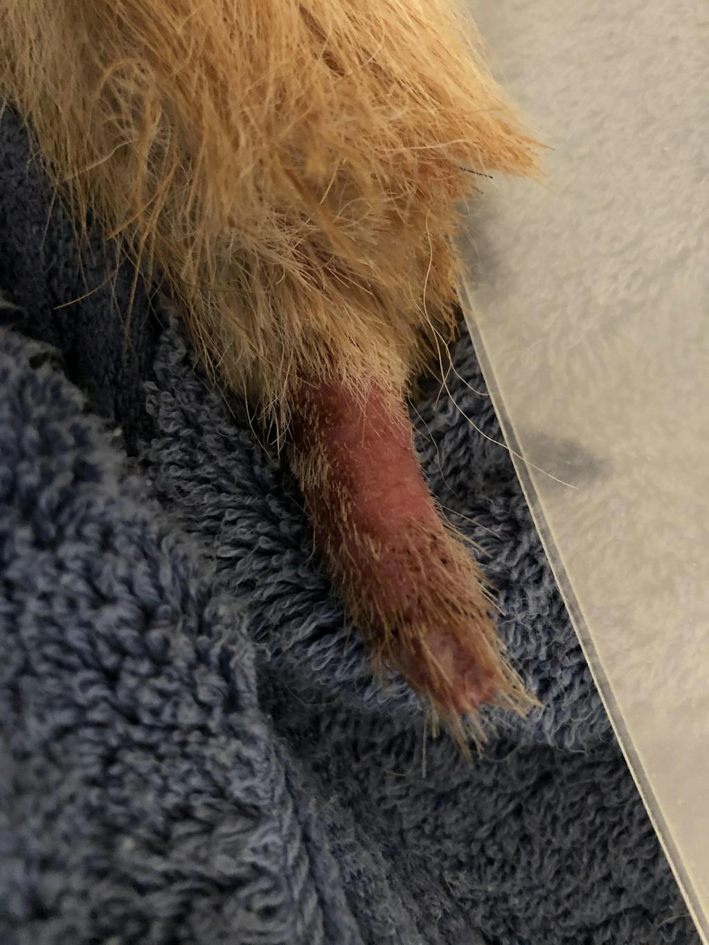 K9 TailSaver: Heals Happy Tail, and ALL Dog Tail Injuries – Happy TailSaver