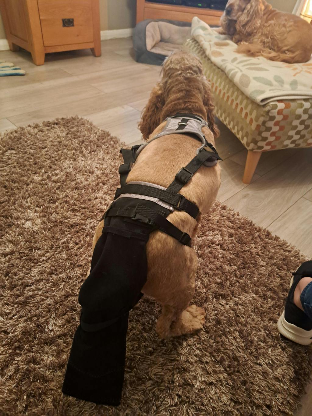 K9 TailSaver: Heals Happy Tail, and ALL Dog Tail Injuries – Happy TailSaver