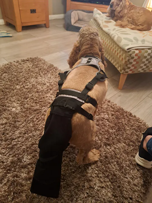 K9 TailSaver: Heals ALL Dog Tail Injuries – Happy TailSaver