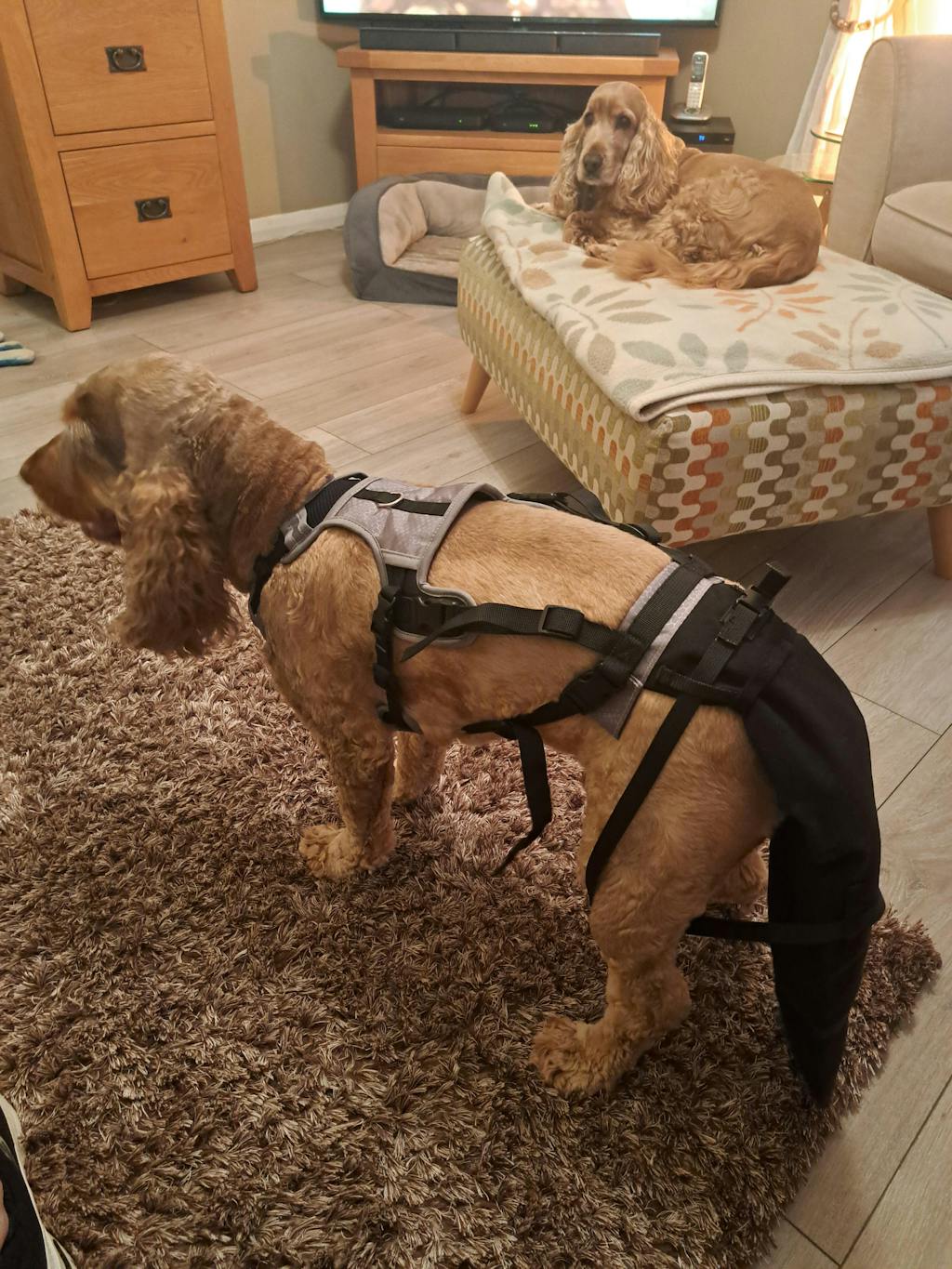 K9 TailSaver: Heals Happy Tail, and ALL Dog Tail Injuries – Happy TailSaver