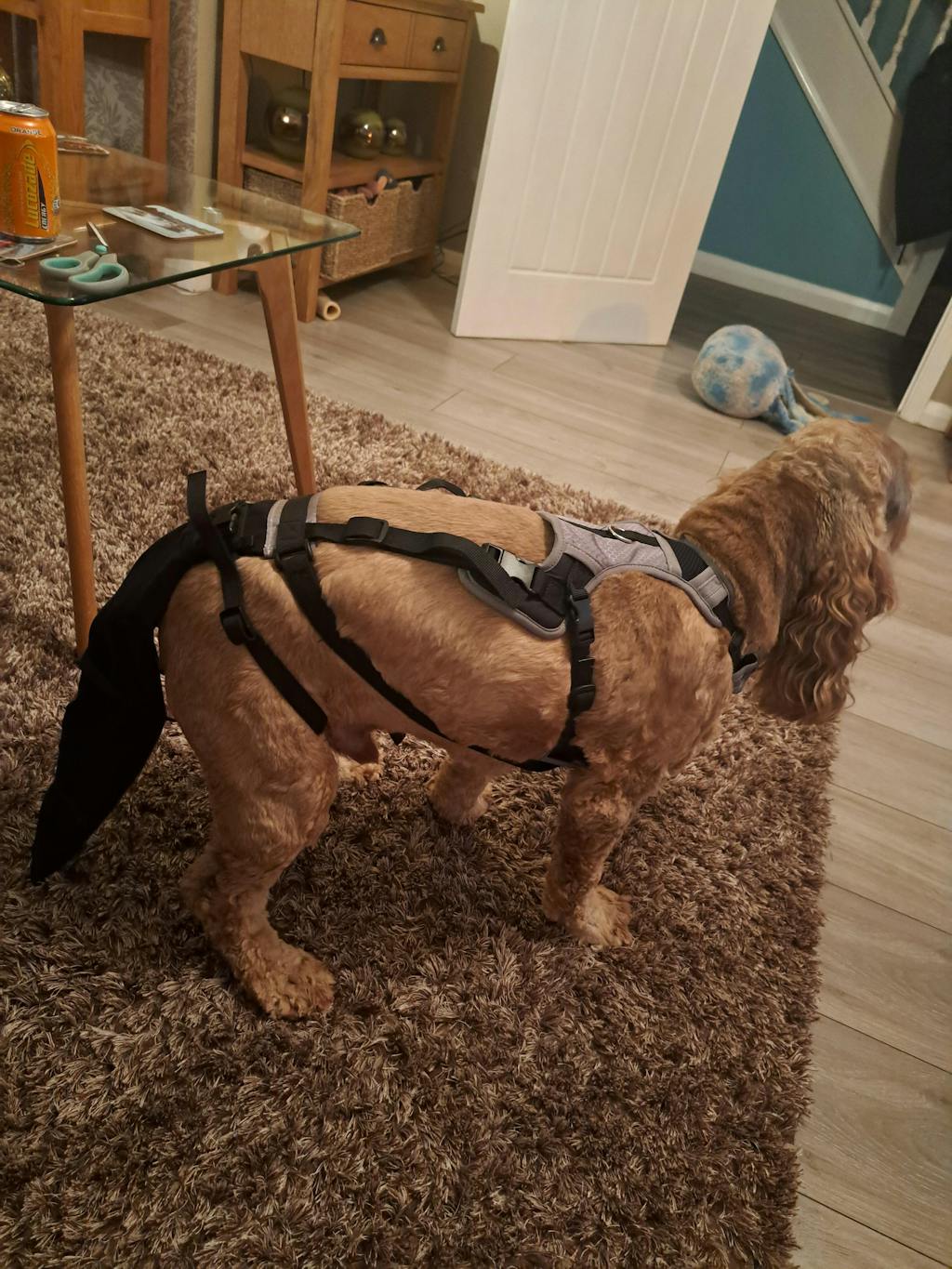 K9 TailSaver: Heals Happy Tail, and ALL Dog Tail Injuries – Happy TailSaver