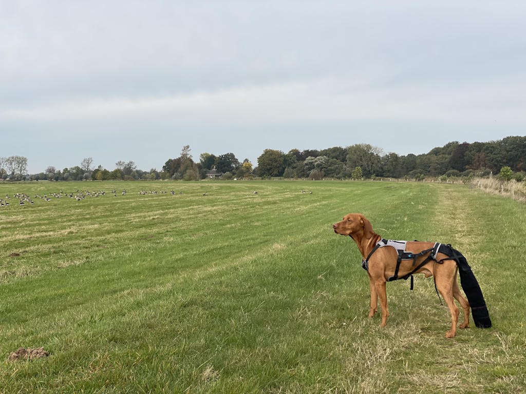 K9 TailSaver: Heals Happy Tail, and ALL Dog Tail Injuries – Happy TailSaver