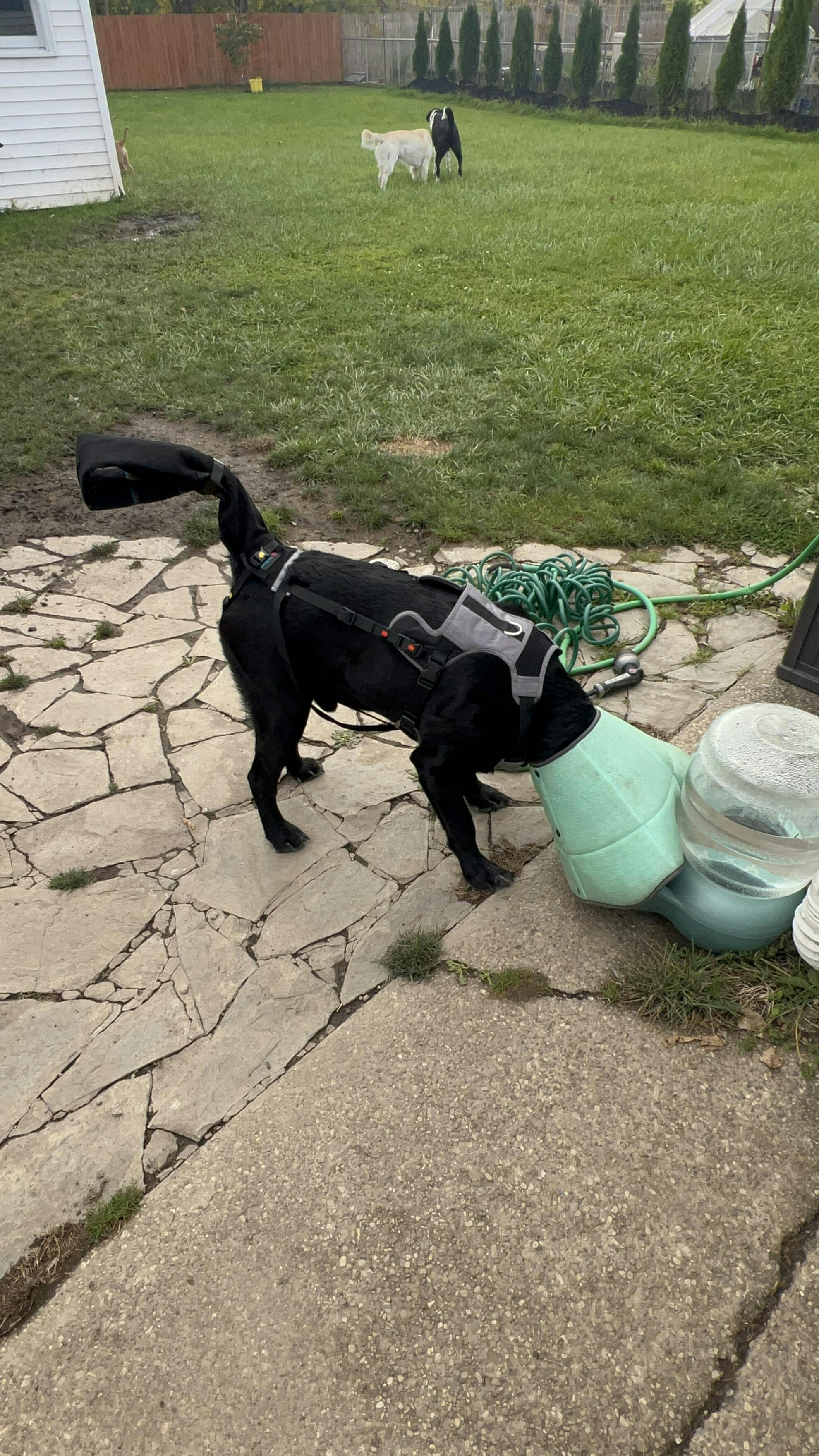 K9 TailSaver: Heals Happy Tail, and ALL Dog Tail Injuries – Happy TailSaver