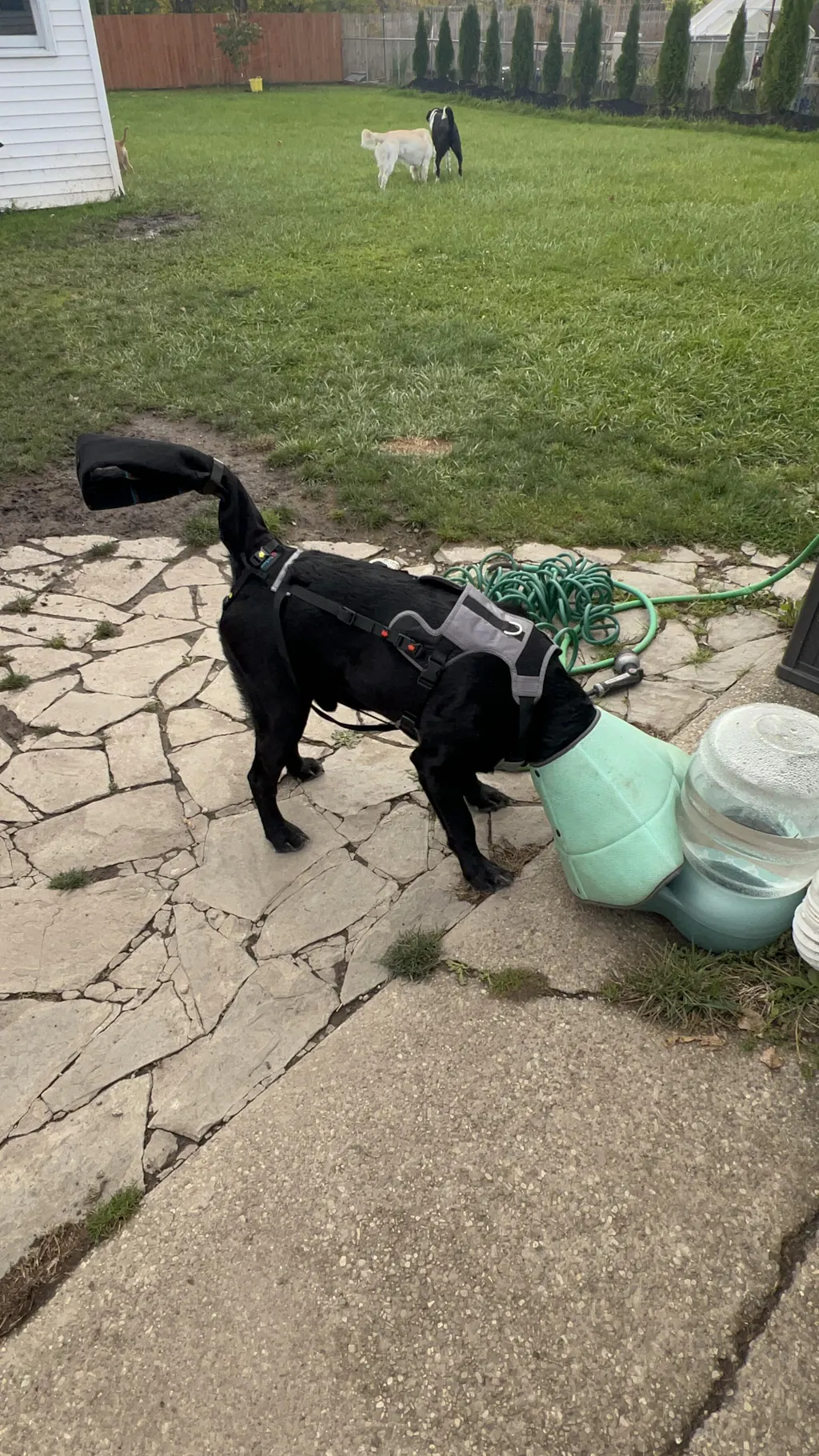 K9 TailSaver: Heals Happy Tail, and ALL Dog Tail Injuries – Happy TailSaver