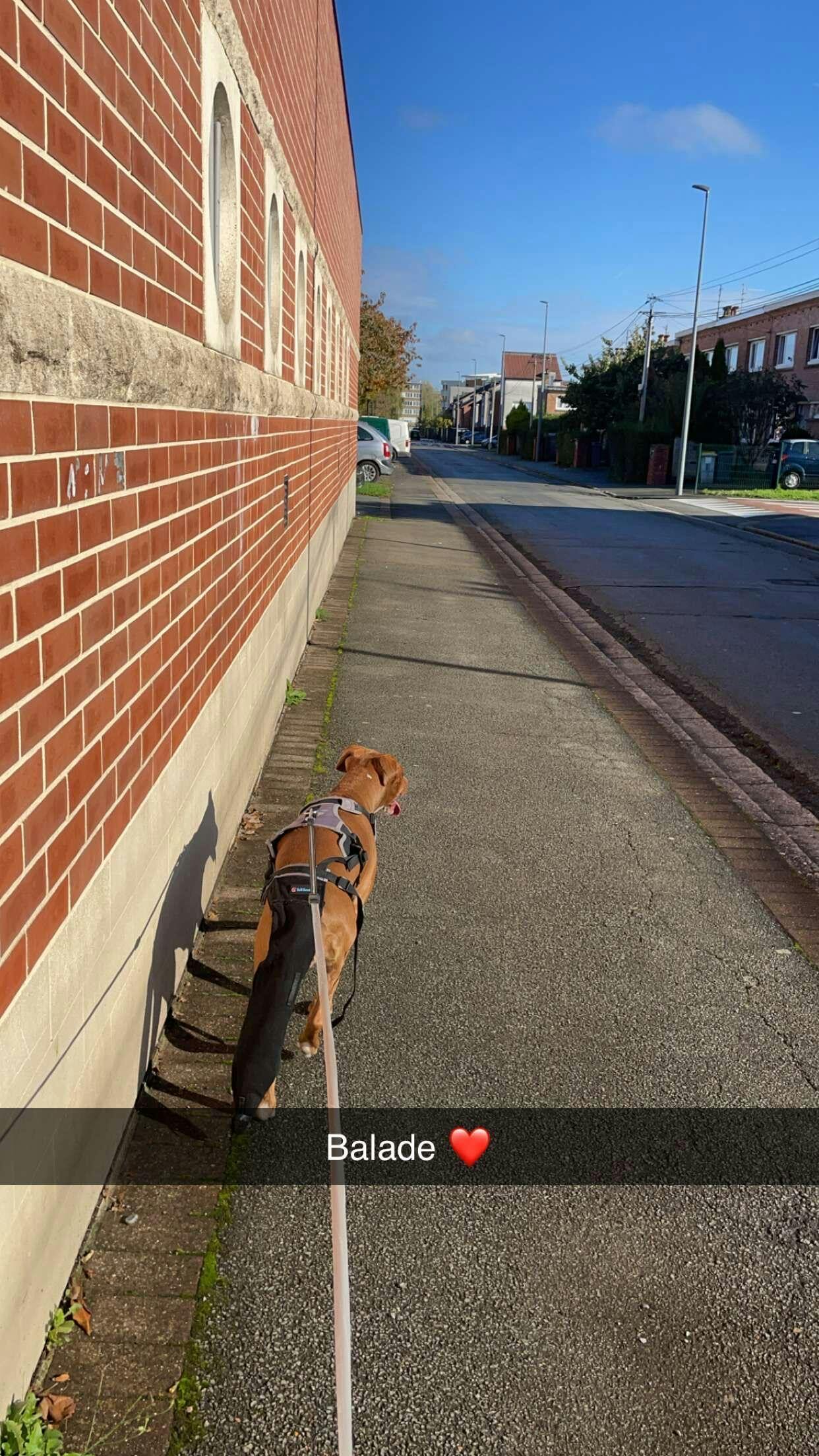 K9 TailSaver: Heals Happy Tail, and ALL Dog Tail Injuries – Happy TailSaver