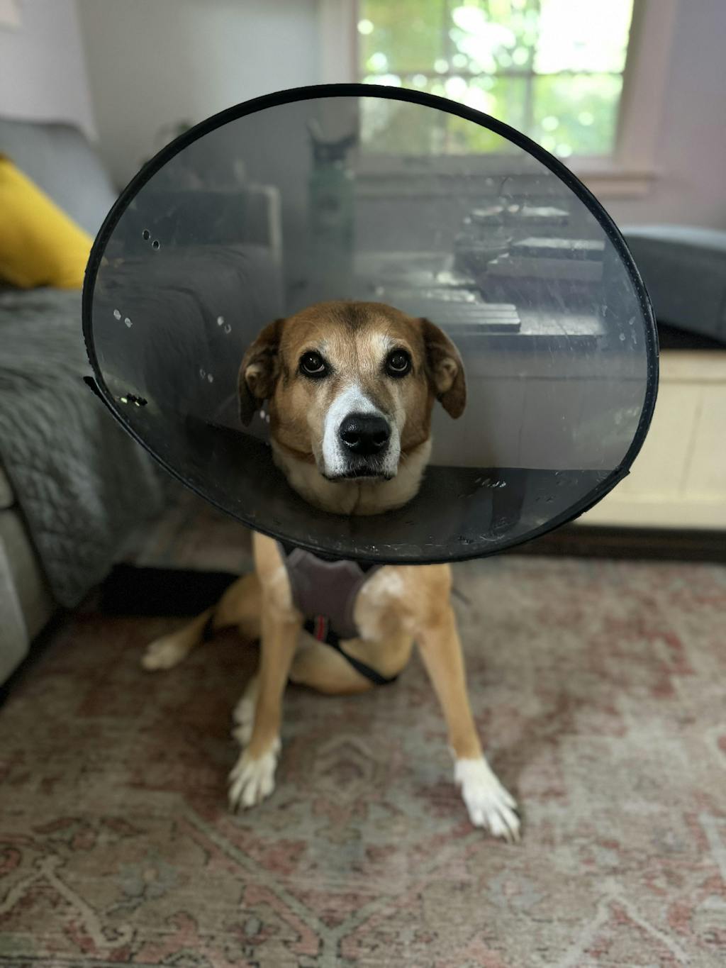 K9 TailSaver: Heals Happy Tail, and ALL Dog Tail Injuries – Happy TailSaver