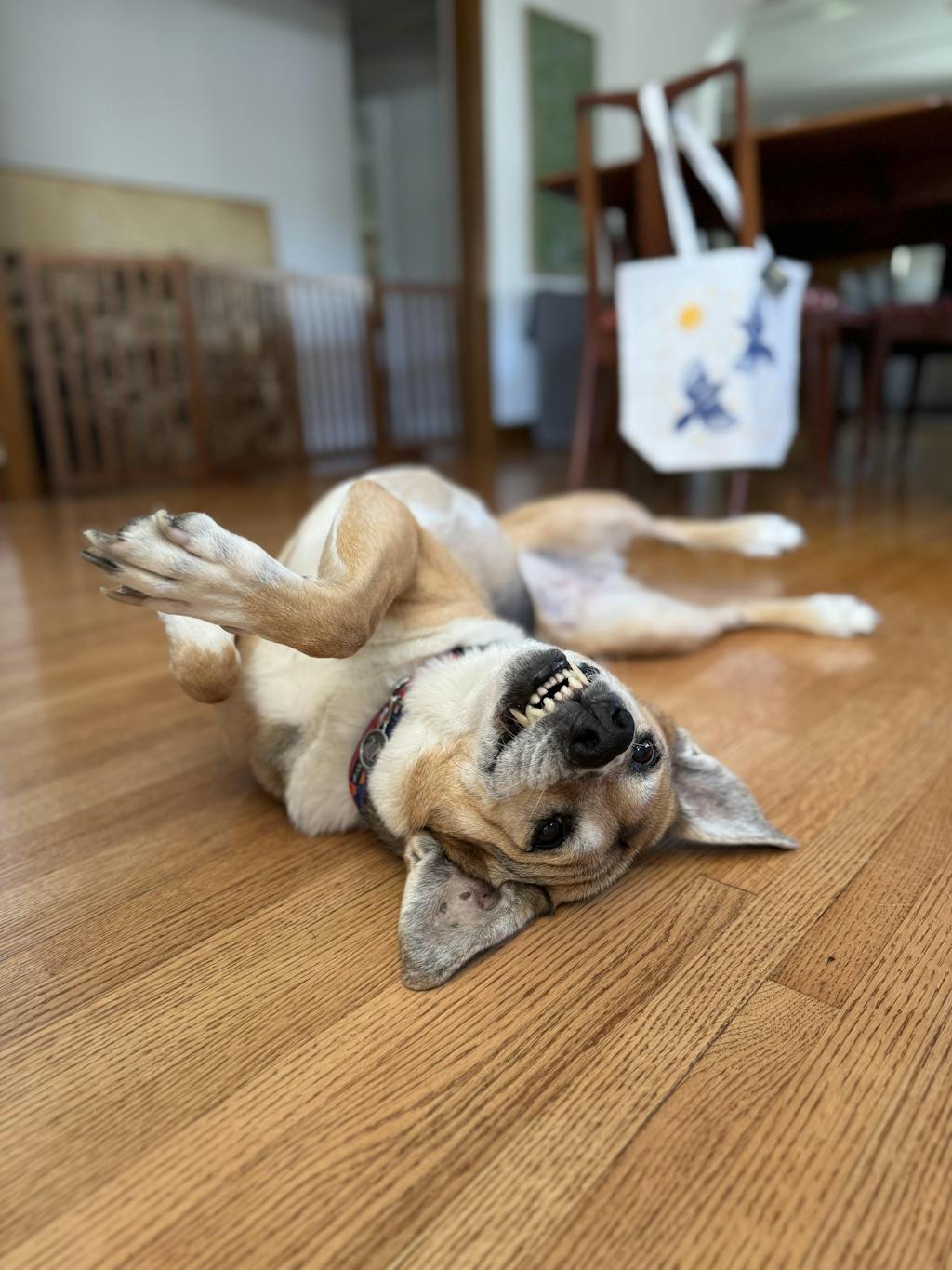 K9 TailSaver: Heals Happy Tail, and ALL Dog Tail Injuries – Happy TailSaver