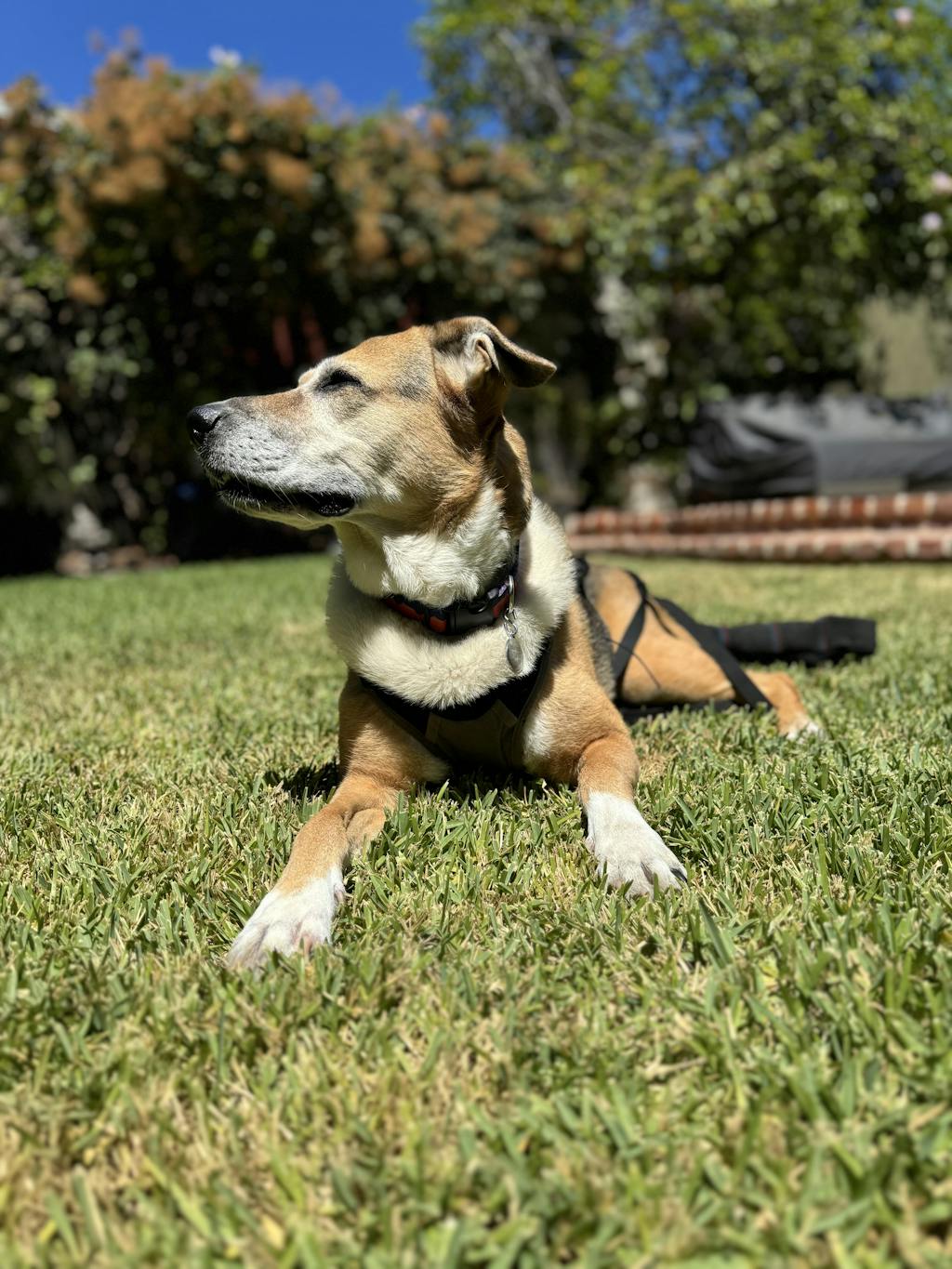 K9 TailSaver: Heals Happy Tail, and ALL Dog Tail Injuries – Happy TailSaver