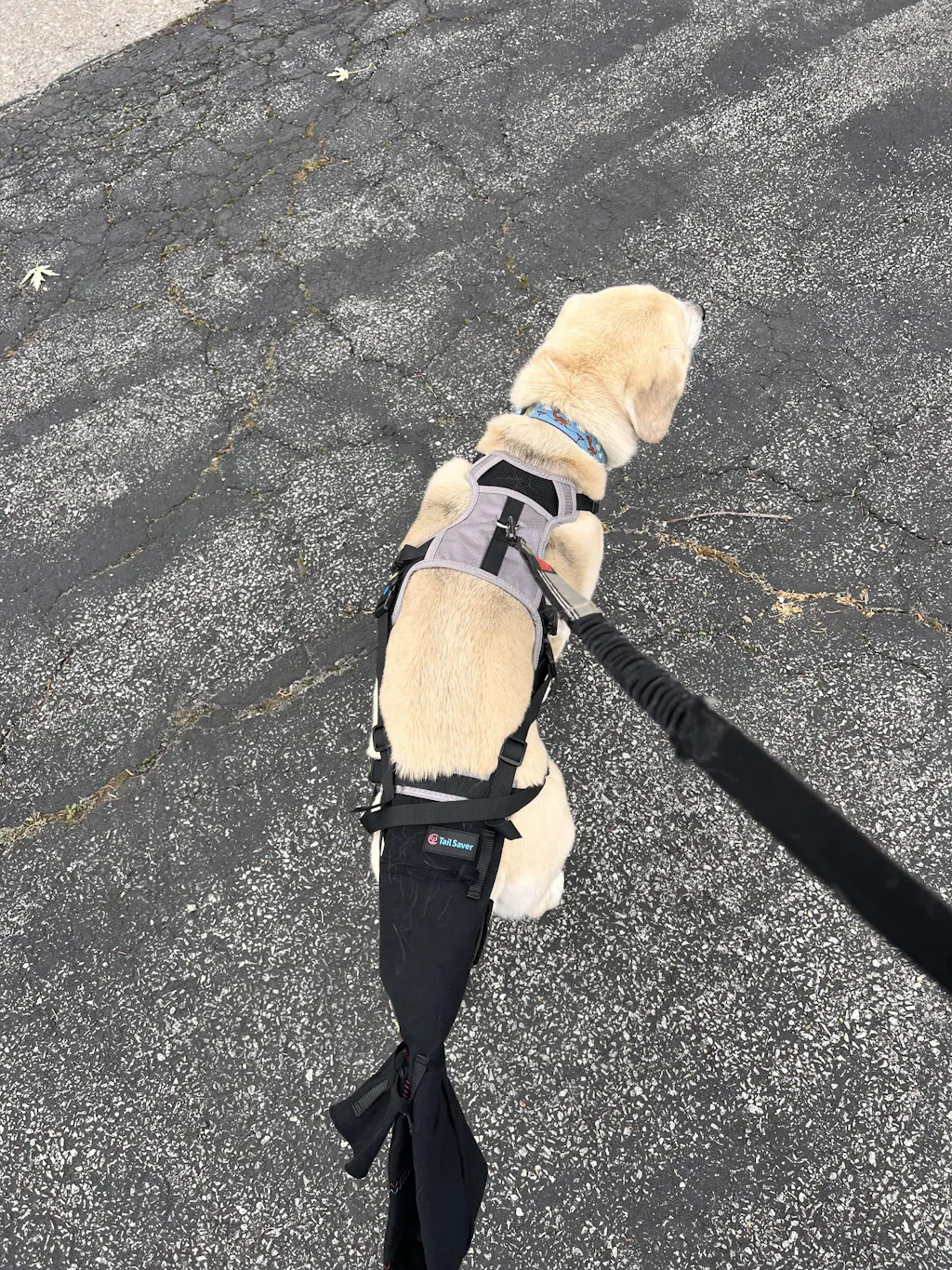 K9 TailSaver: Heals Happy Tail, and ALL Dog Tail Injuries – Happy TailSaver