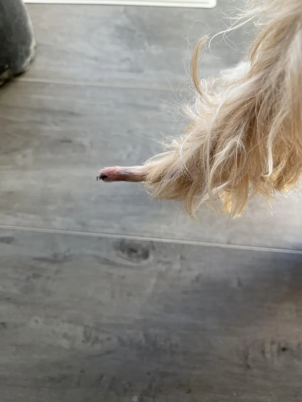 K9 TailSaver: Heals Happy Tail, and ALL Dog Tail Injuries – Happy TailSaver