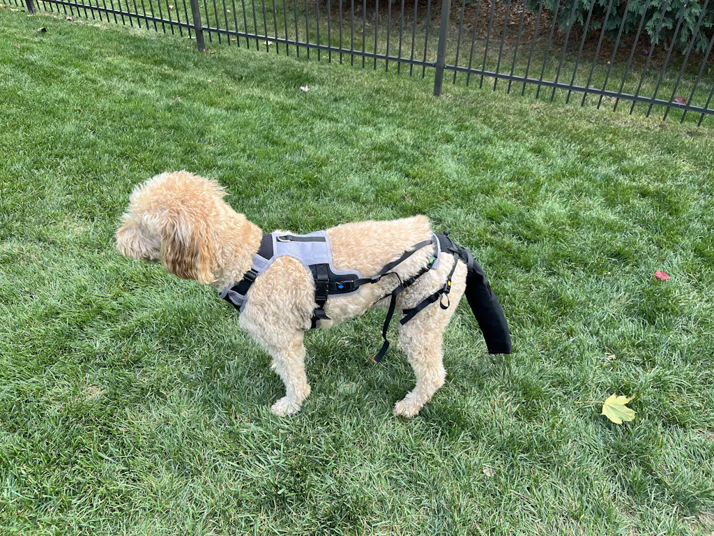K9 TailSaver: Heals Happy Tail, and ALL Dog Tail Injuries – Happy TailSaver