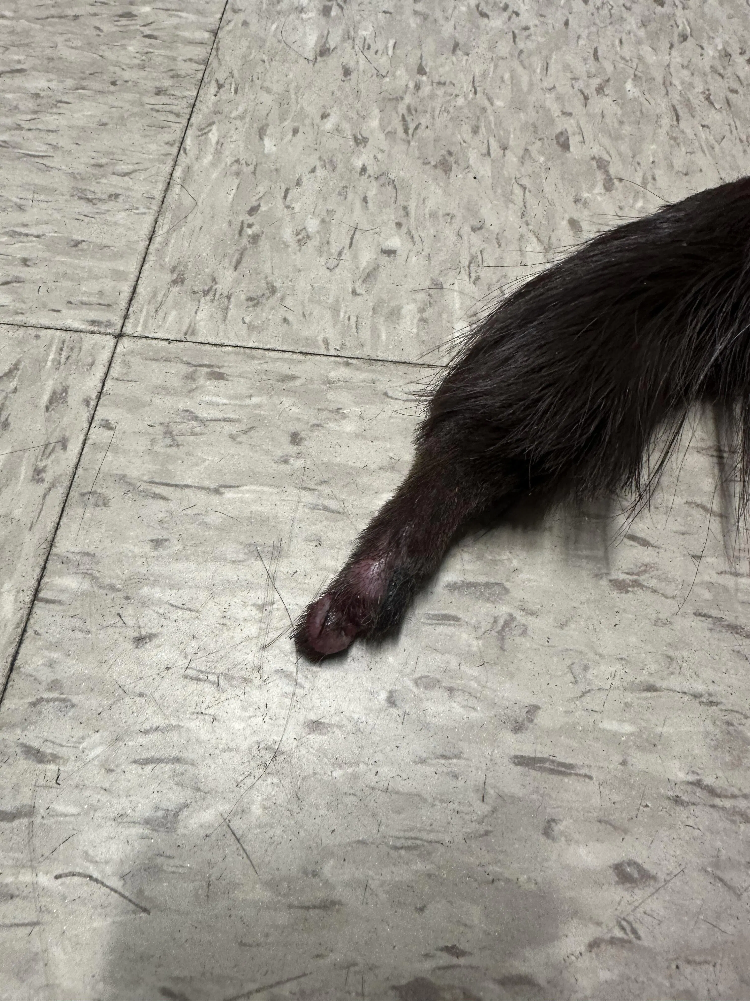 K9 TailSaver: Heals Happy Tail, and ALL Dog Tail Injuries – Happy TailSaver