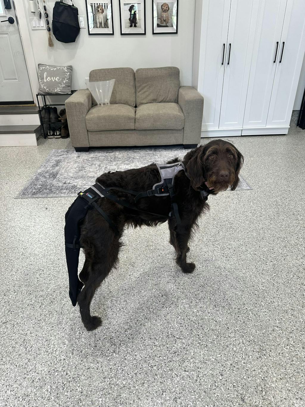 K9 TailSaver: Heals Happy Tail, and ALL Dog Tail Injuries – Happy TailSaver