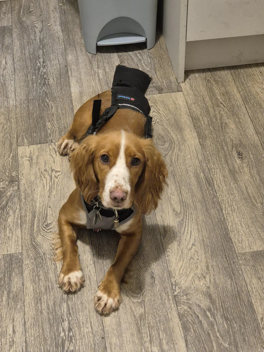K9 TailSaver: Heals Happy Tail, and ALL Dog Tail Injuries – Happy TailSaver