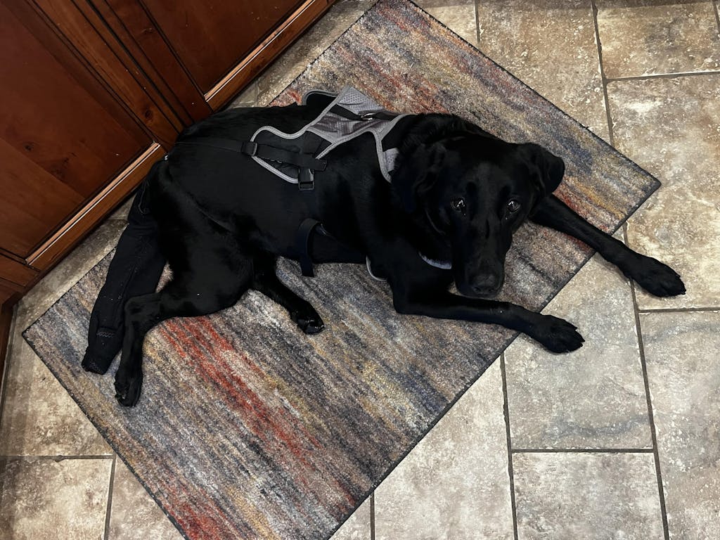 K9 TailSaver: Heals Happy Tail, and ALL Dog Tail Injuries – Happy TailSaver