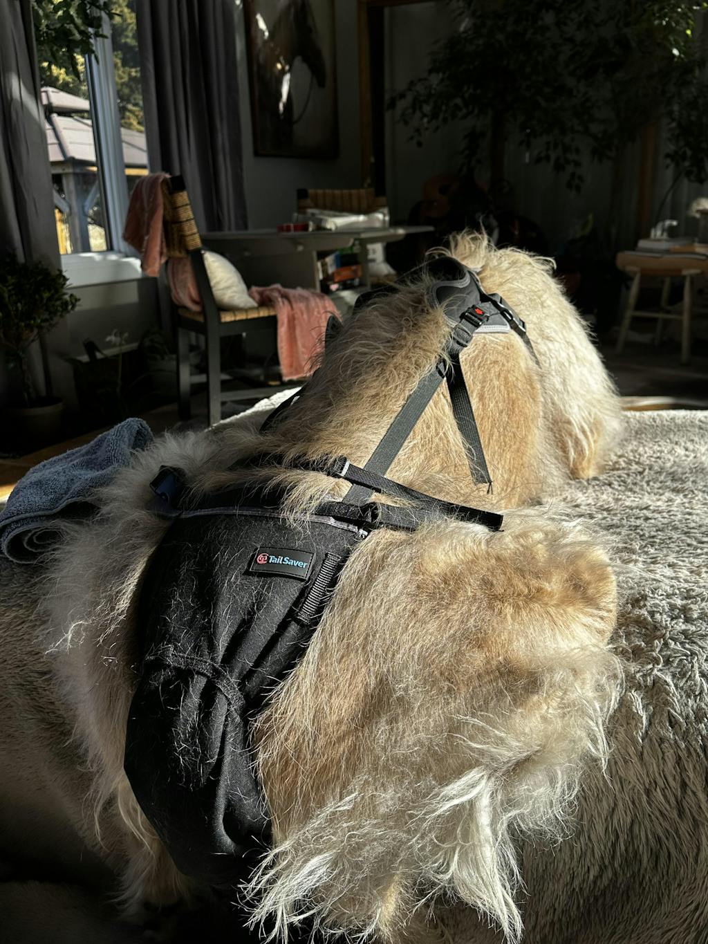 K9 TailSaver: Heals Happy Tail, and ALL Dog Tail Injuries – Happy TailSaver