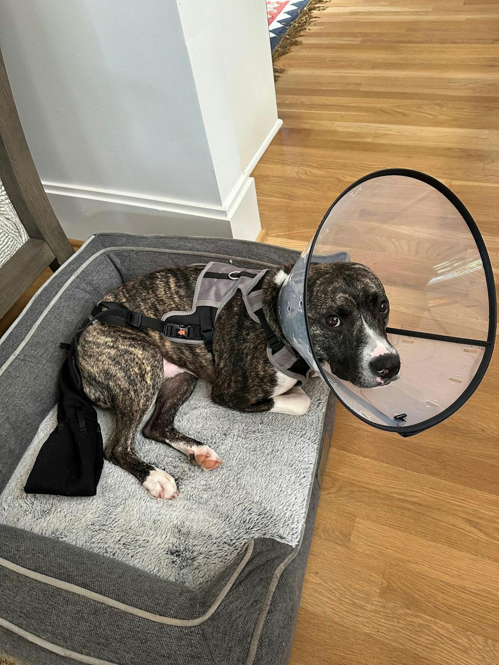 K9 TailSaver: Heals Happy Tail, and ALL Dog Tail Injuries – Happy TailSaver