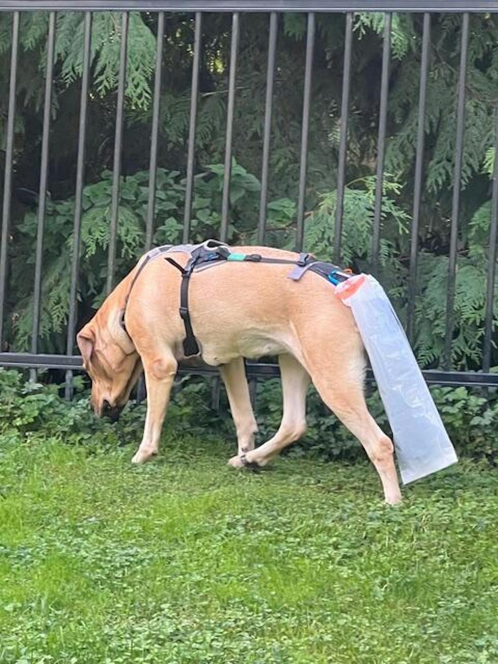 K9 TailSaver: Heals Happy Tail, and ALL Dog Tail Injuries – Happy TailSaver