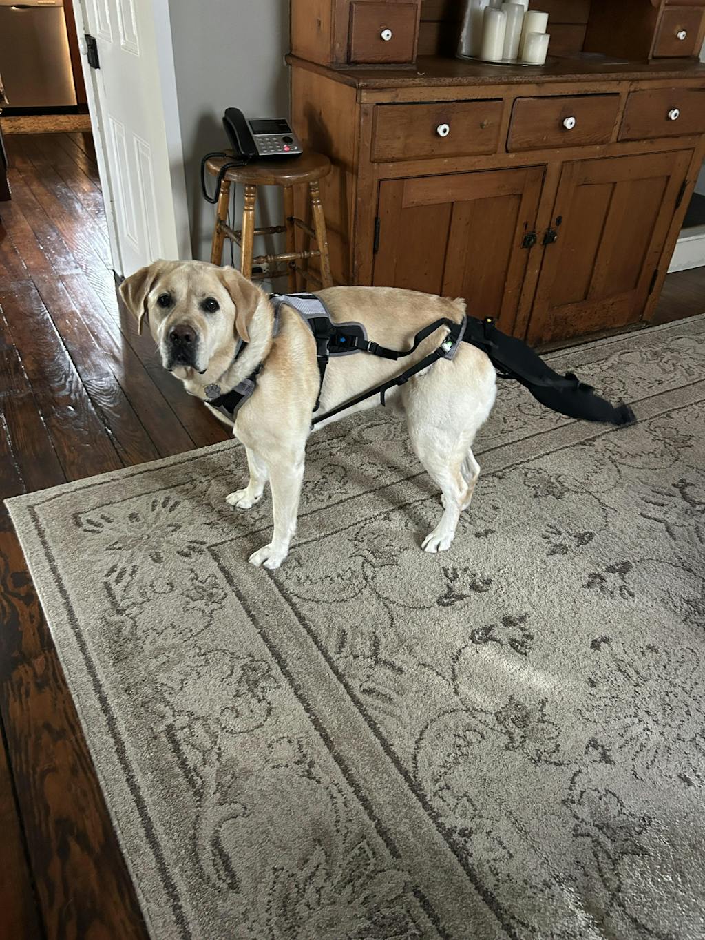 K9 TailSaver: Heals Happy Tail, and ALL Dog Tail Injuries – Happy TailSaver