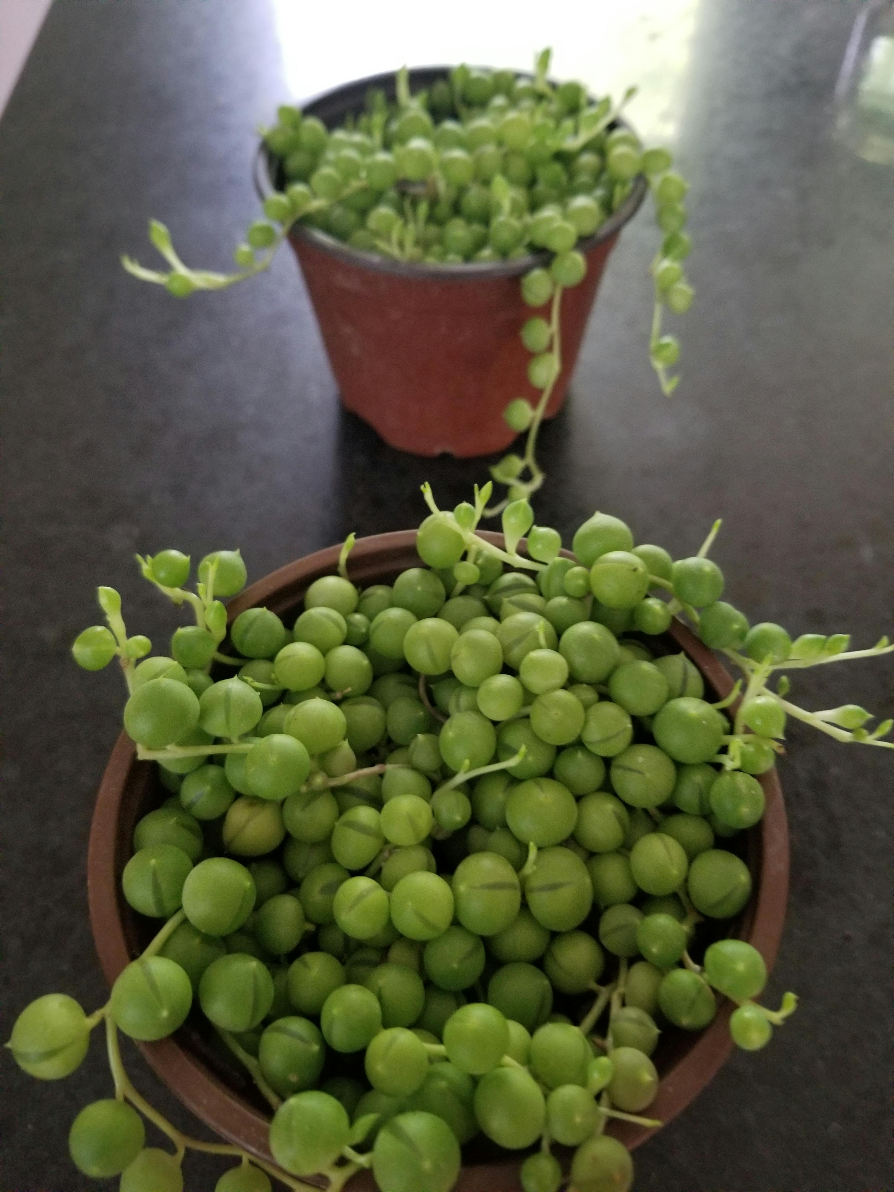 String of Pearls - Senecio rowleyanus - 4 inch for sale online – Harddy
