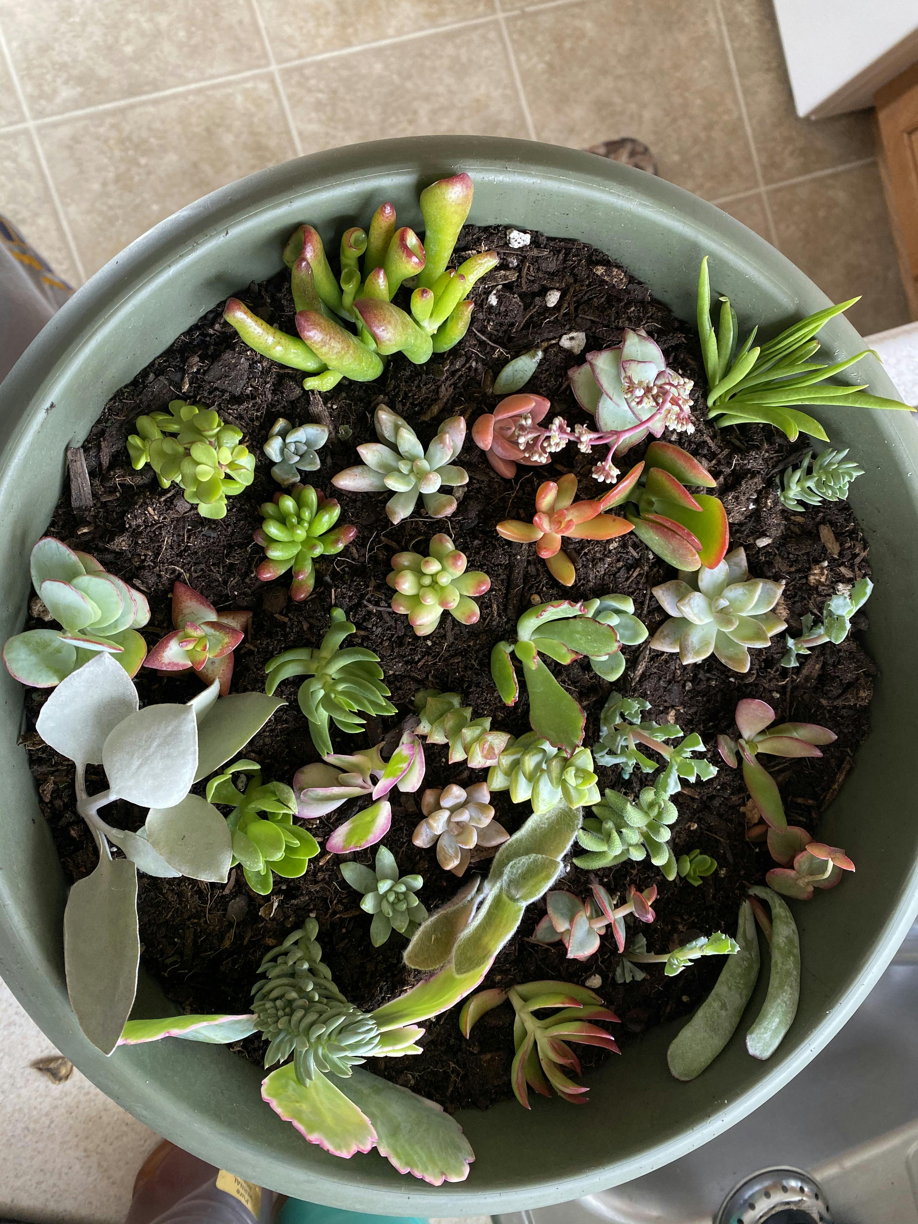 5/10/15/20/30 Assorted Succulent Cuttings | Harddy