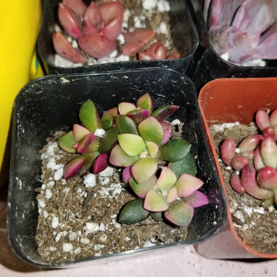Rainbow Succulent Collection - Colorful Succulents - For Sale Online ...