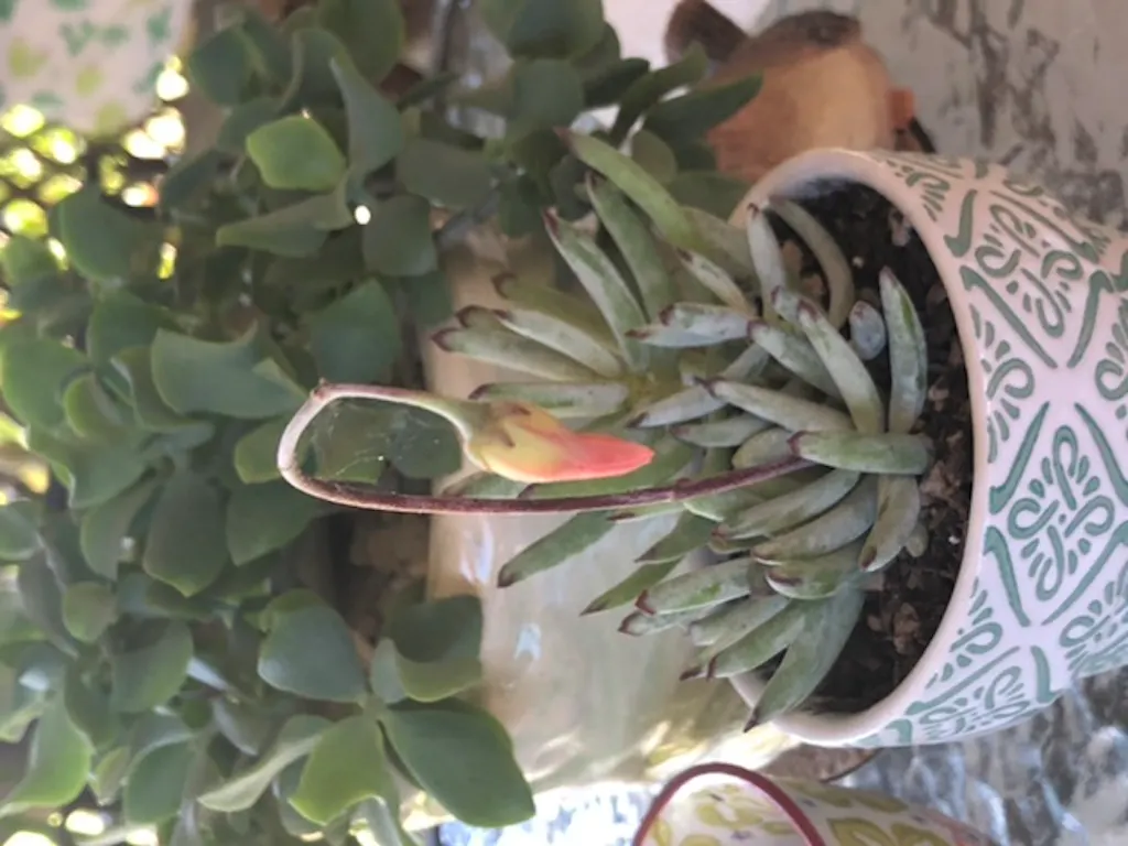 Cotyledon - White Sprite - Vertical Growing Succulent | Premium ...