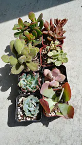 Rainbow Succulent Collection - Colorful Succulents - For Sale Online ...