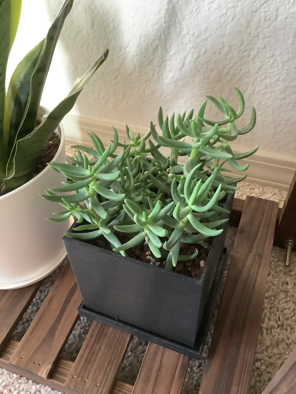 Mini Pine Tree Succulent - Crassula tetragona - 4 Inch | Premium ...