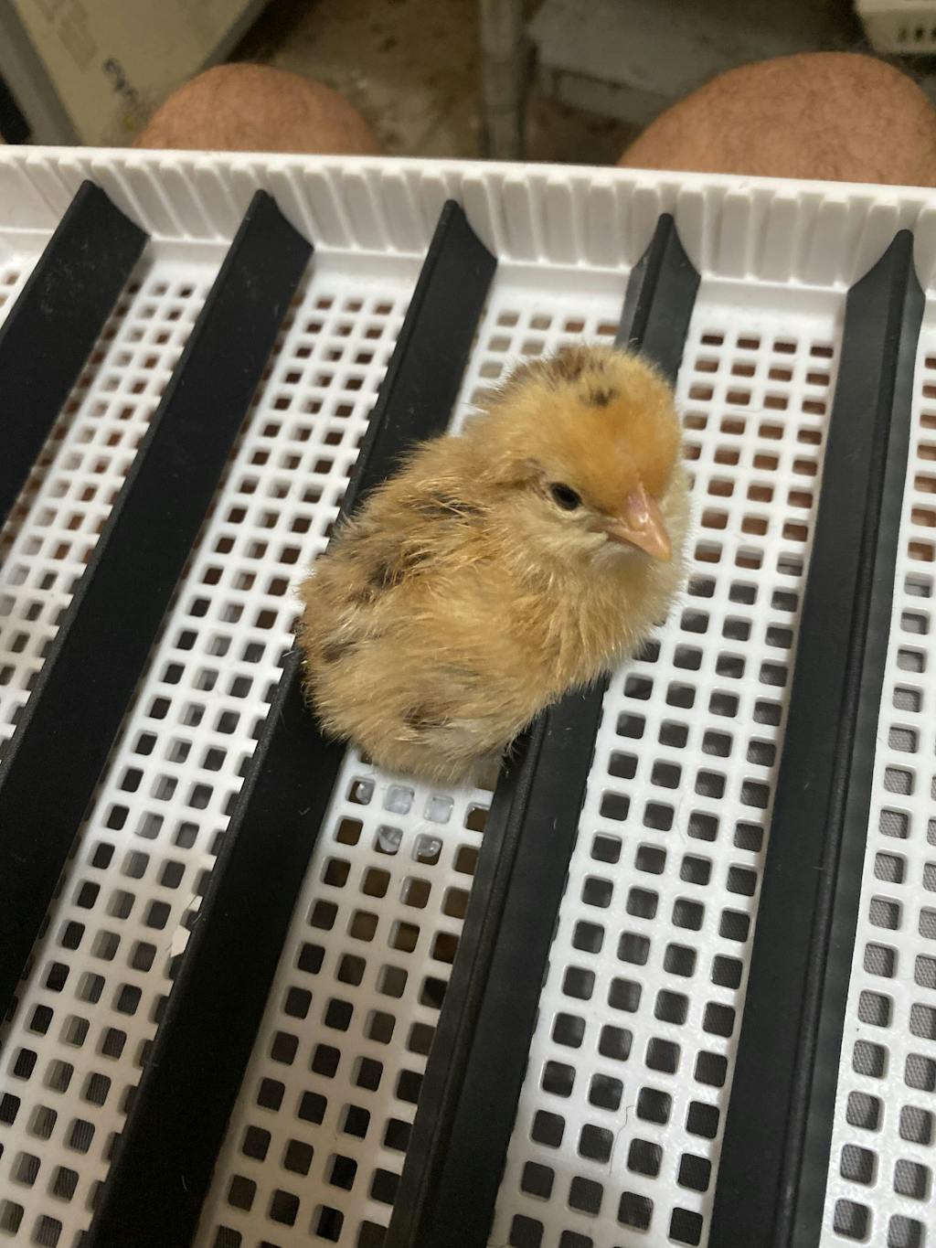 HB700 S - Egg Incubator - Setter | Cimuka by Hatching Time