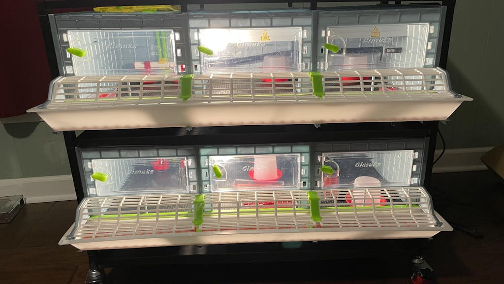 9.5" Tall Chick Brooder - 2 Layer (Stackable, Easy-to-Clean) Cimuka ...